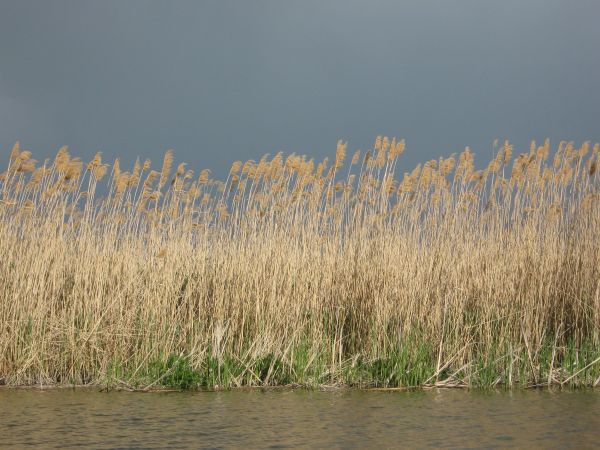 tall grass texture 0007 - Texturelib